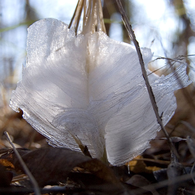 Cold Temperatures Create Unique Flowers