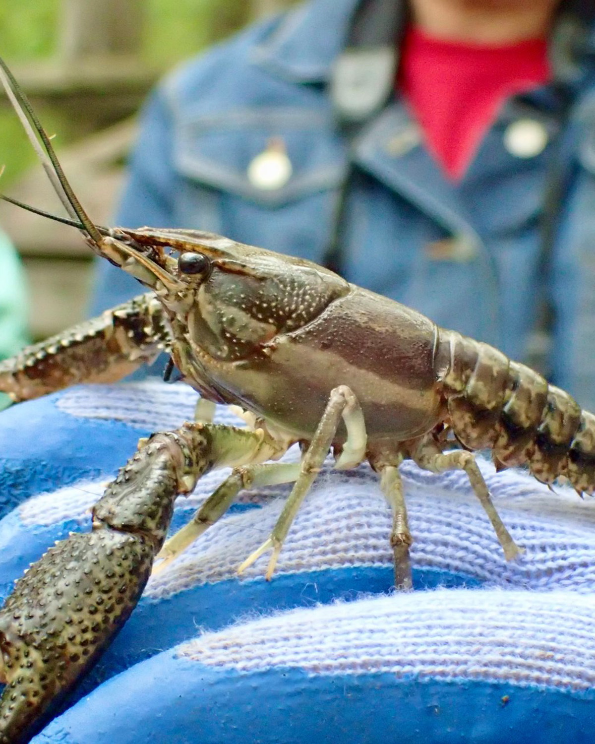 Crayfish Star in Event at Lorance Creek Natural Area