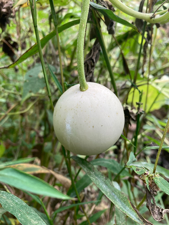 Botanists Make Rare and Intriguing Plant Discoveries