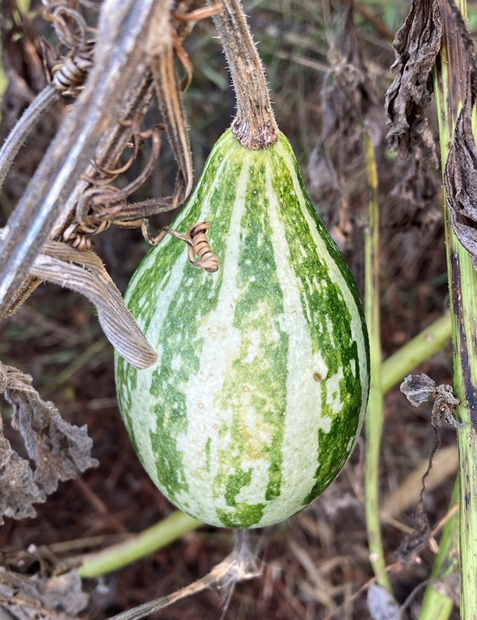 Botanists Make Rare and Intriguing Plant Discoveries