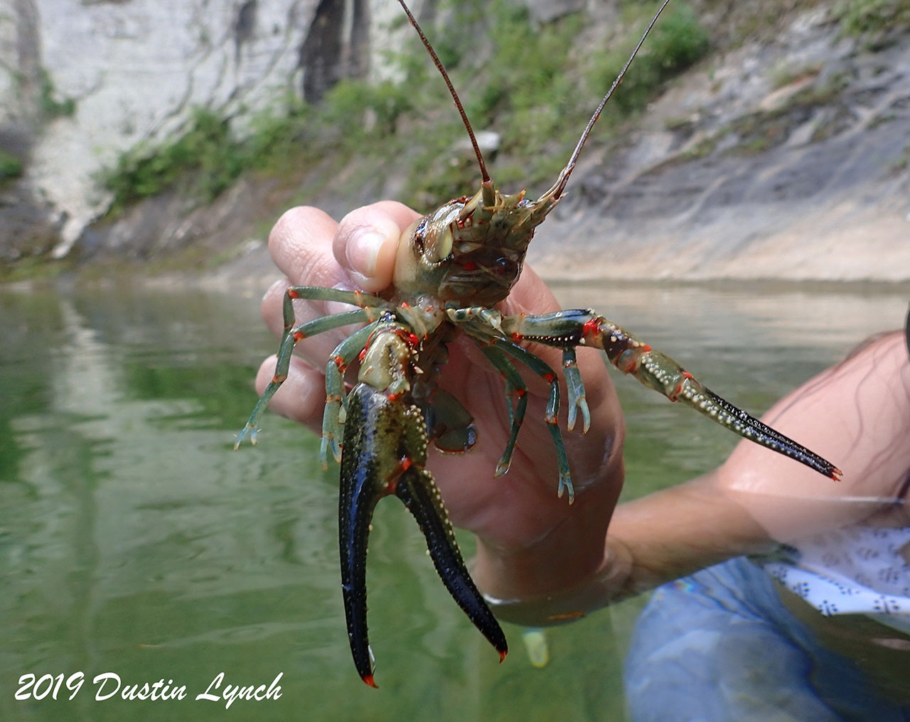 World Record Crawfish