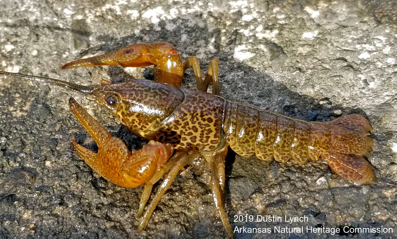 The Mystery of the Leopard-spotted Crayfish