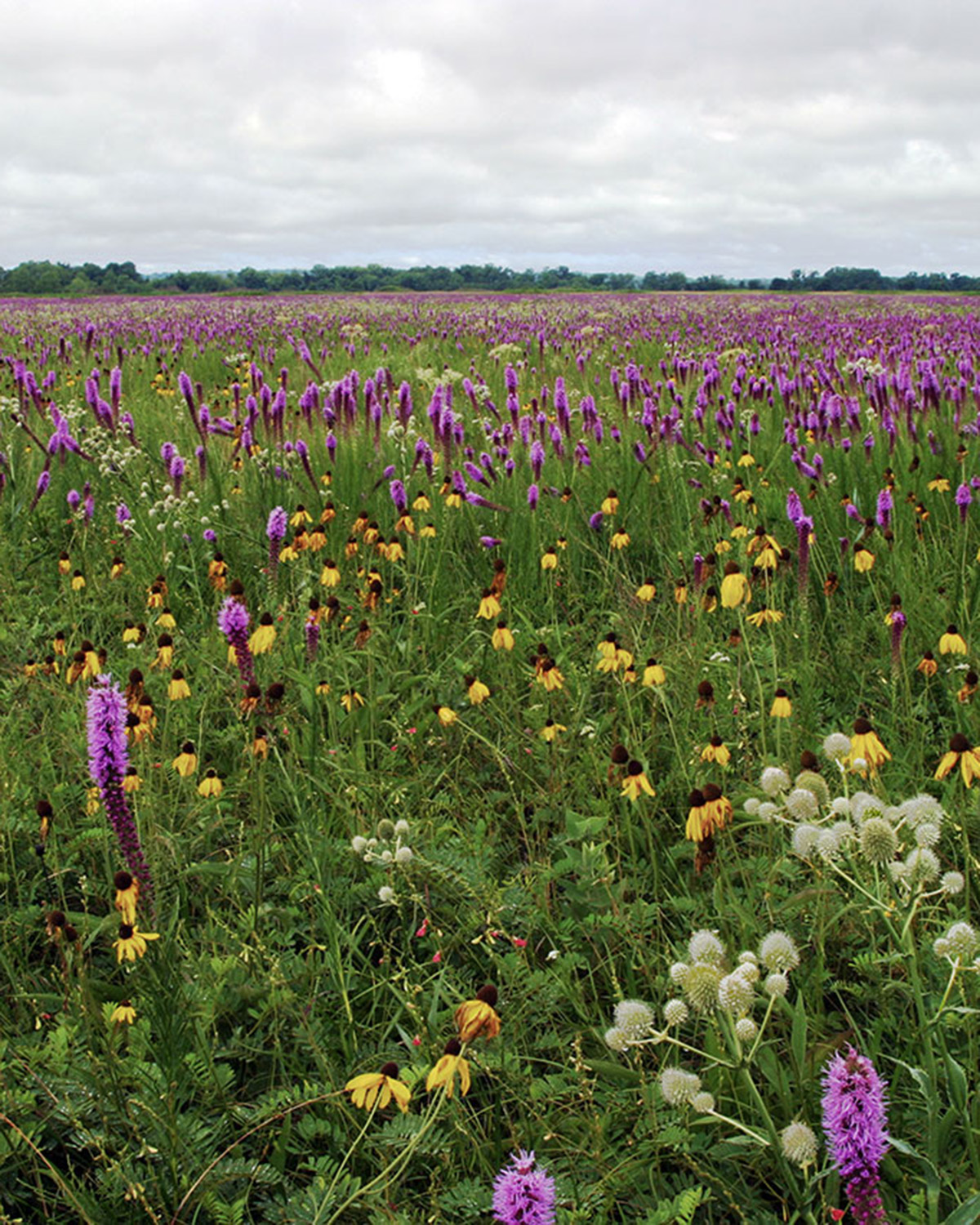 Prairies, Flatwoods, and Seeps -- Prime Habitats for Burrowing Crayfish