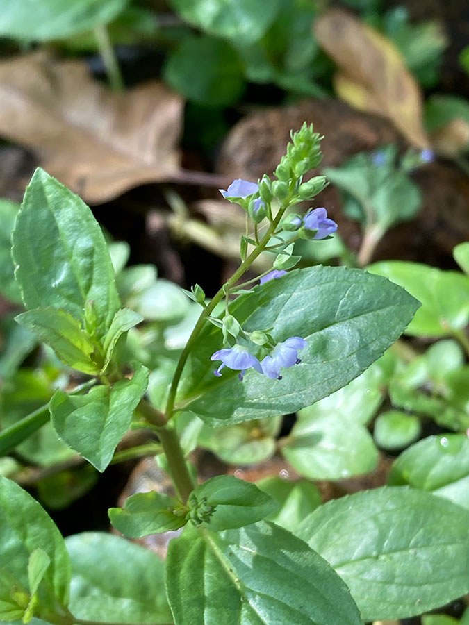 Botanists Make Rare and Intriguing Plant Discoveries