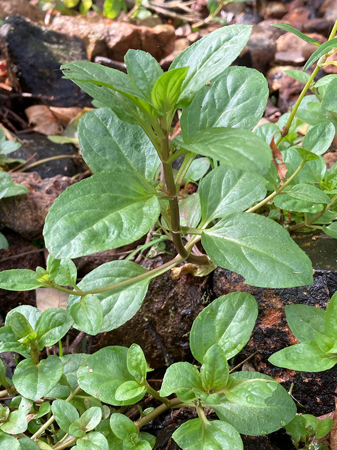 Botanists Make Rare and Intriguing Plant Discoveries