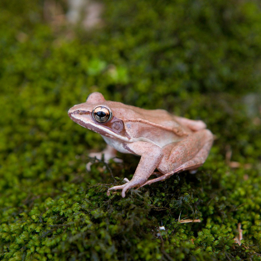 The Science of Frozen Frogs
