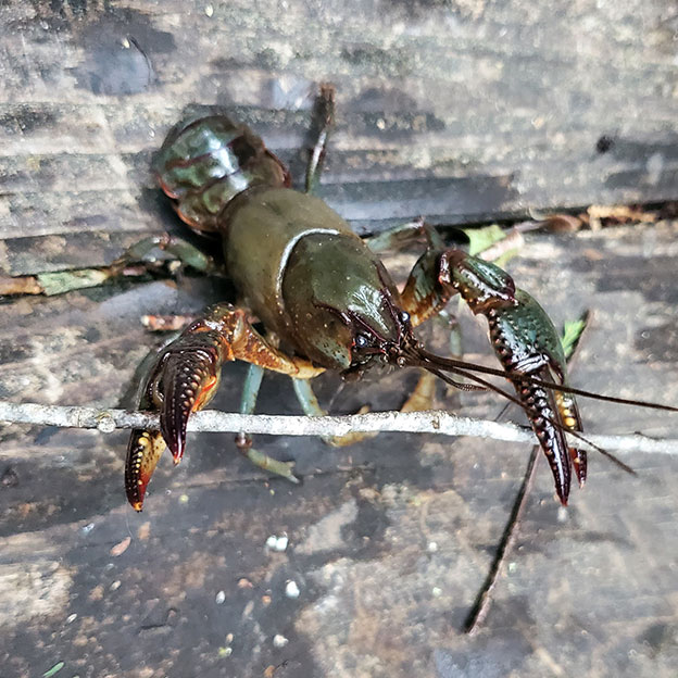 Workshop brings a claws-on approach to learning