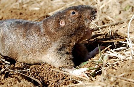 Part One: Endemic Gophers, Rare Plants, and the Case of the Missing ...