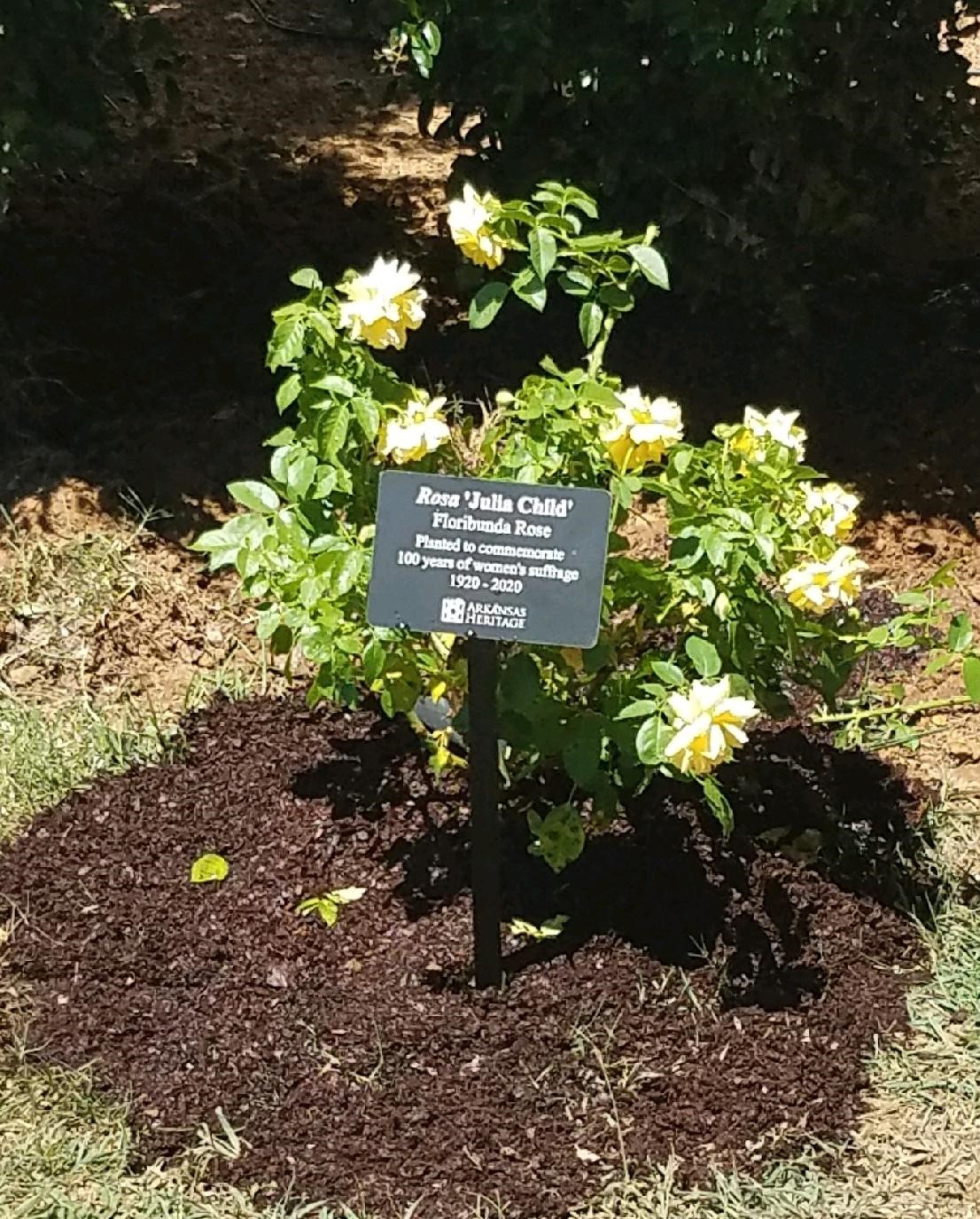 Yellow Rose Project completes plantings in every county to commemorate ...
