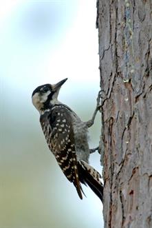 RCW Populations Continue to Grow