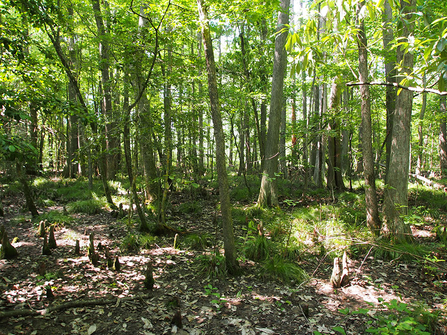 Poison Springs State Forest Sand Barren & Oak-Pine Forest Preserve